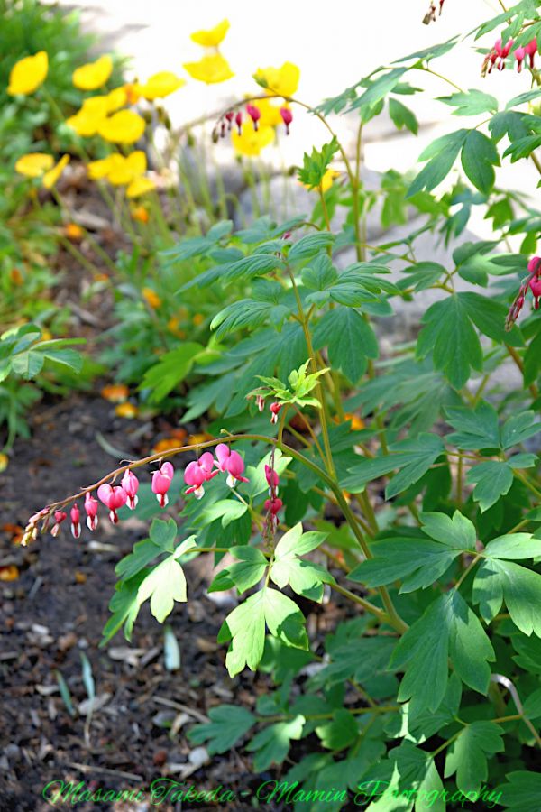 Lamprocapnos spectabilis L. syn. Dicentra spectabilis (Bleeding heart ...