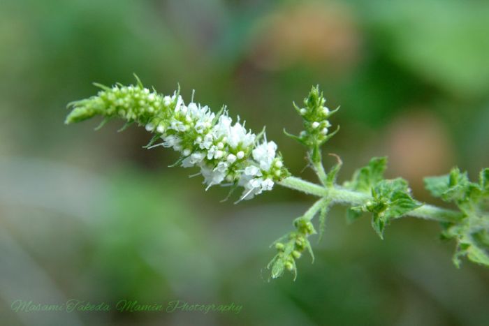 Mentha suaveolens (Apple mint) - Mamin Photography