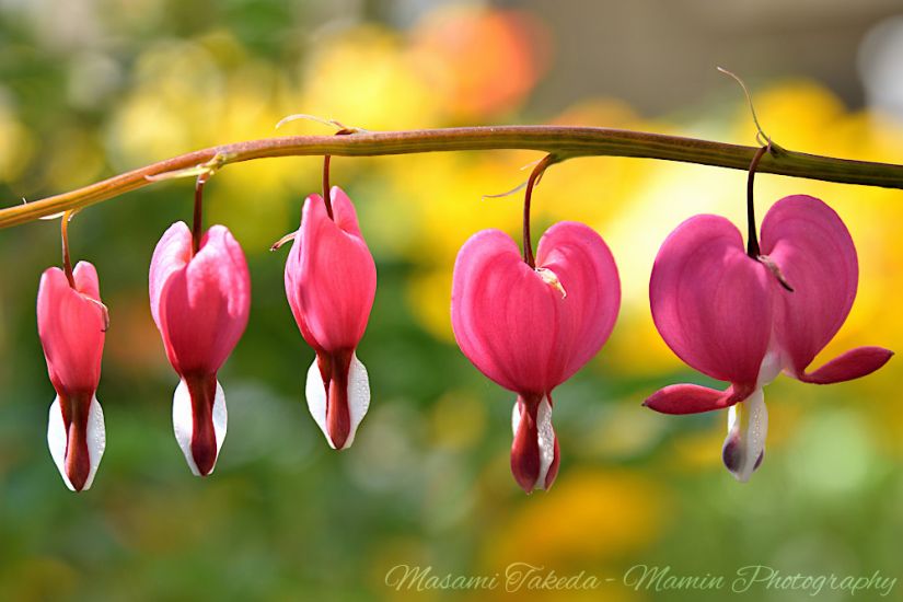 Lamprocapnos spectabilis L. syn. Dicentra spectabilis (Bleeding heart ...