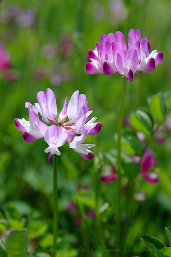 Astragalus sinicus L. (Chinese milkvetch, Milk vetch) - Mamin Photography