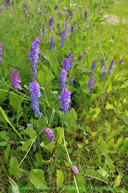 Vicia cracca L. (Tufted vetch, Cow vetch, Bird vetch) - Mamin Photography