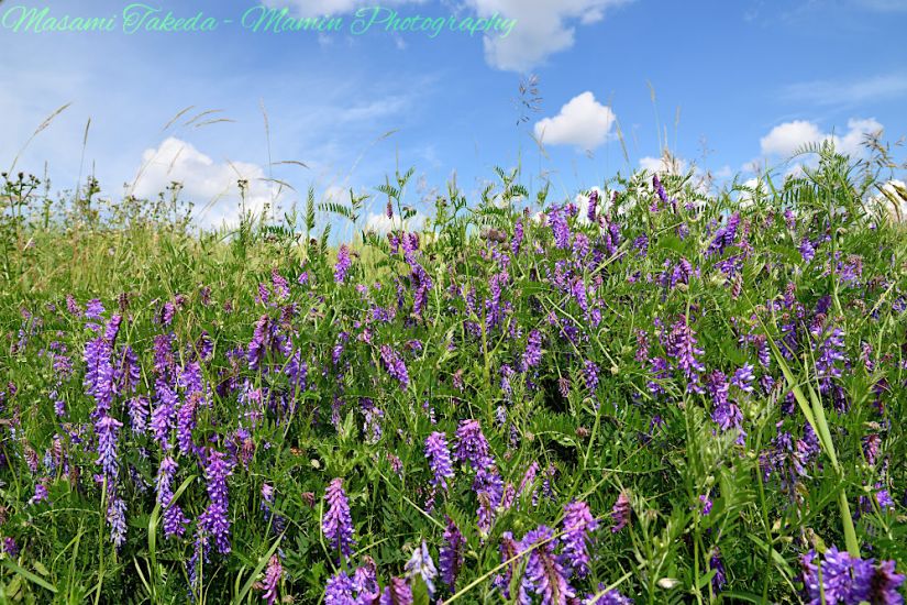 Vicia cracca L. (Tufted vetch, Cow vetch, Bird vetch) - Mamin Photography