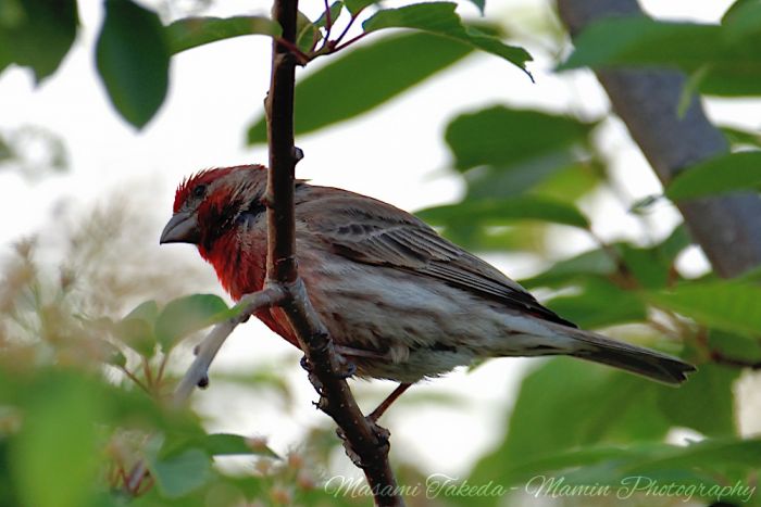 Prunus padus var. commutata L. (Commutata mayday tree, Asian bird ...